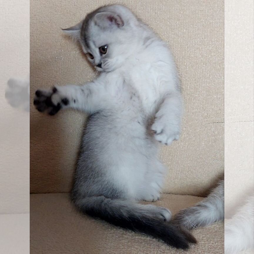 Шотландский прямоухий короткошёрстный котёнок