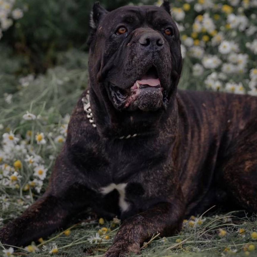 Кане-корсо, щенок