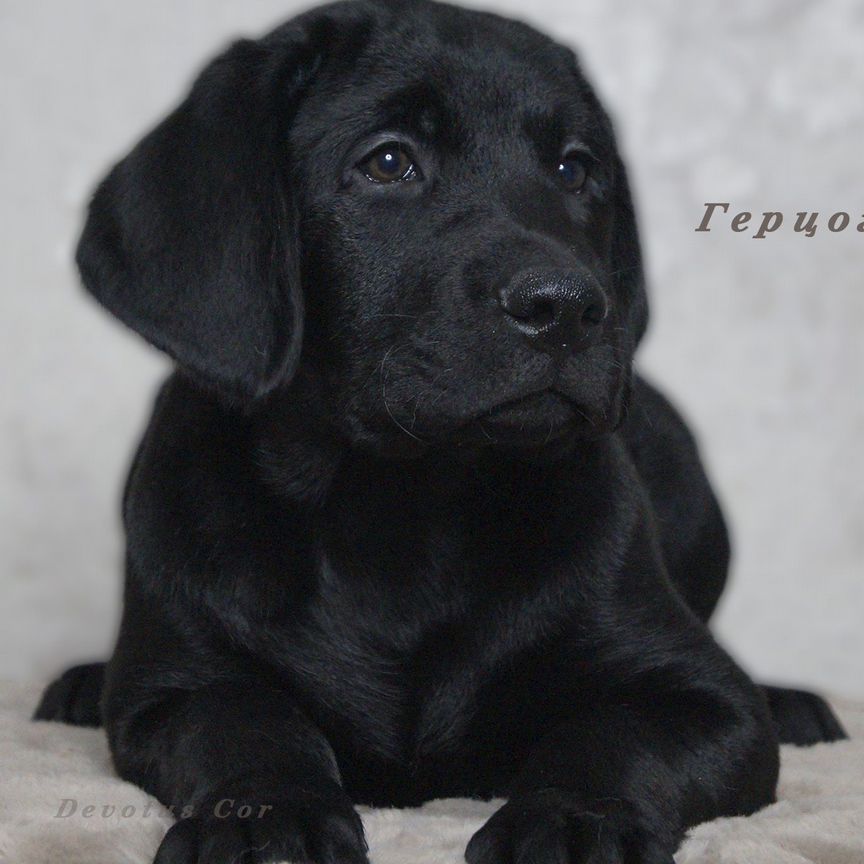 Лабрадор-ретривер, щенок