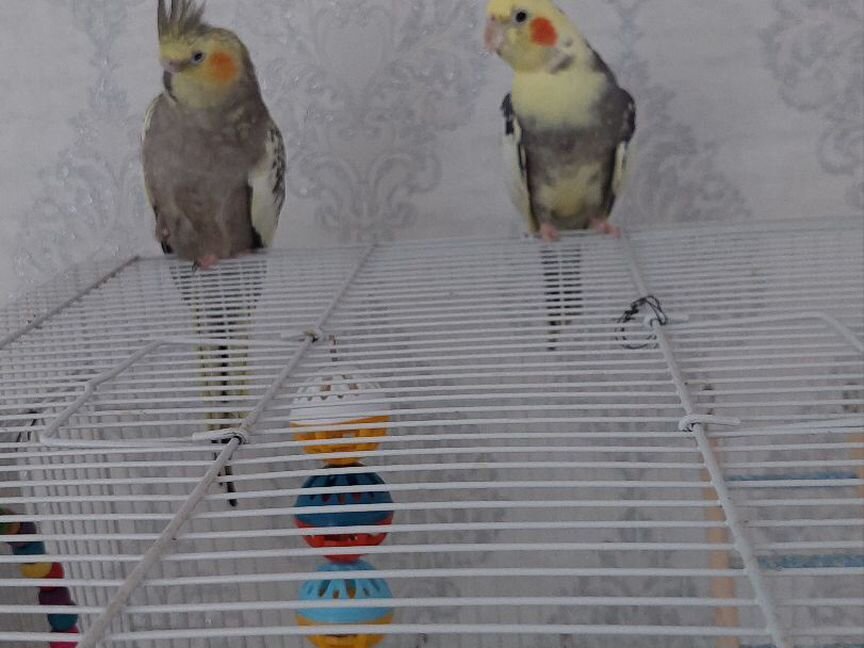 Попугаи корелла с клеткой