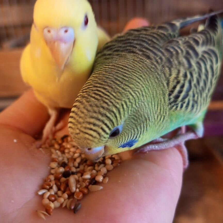 Ручные птенчики волнистого попугая из гнезда