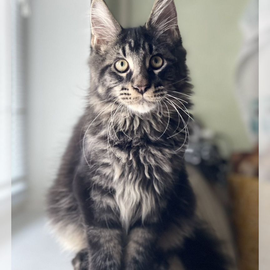 Котёнок мейн-кун