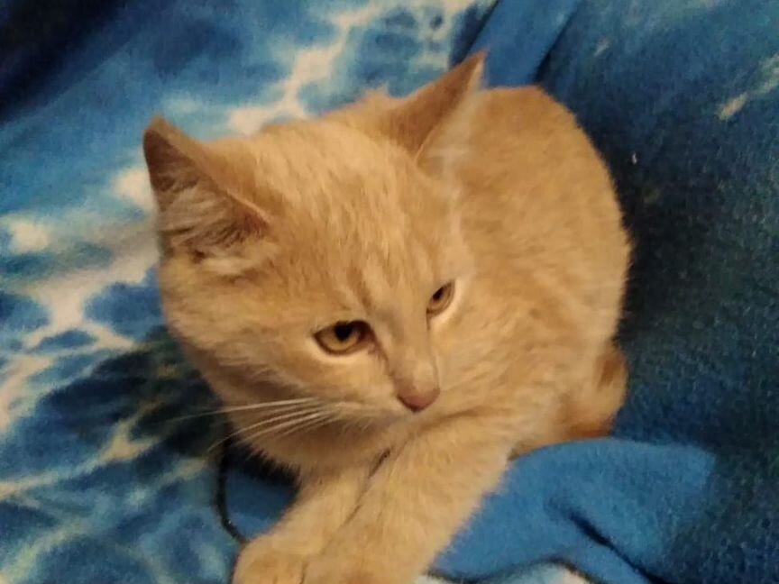 Маленький котик
