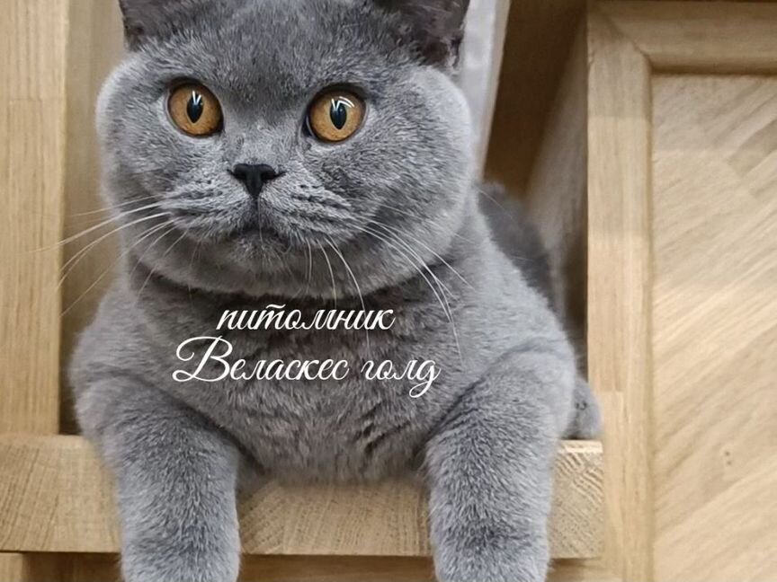 Голубая британская плюшка