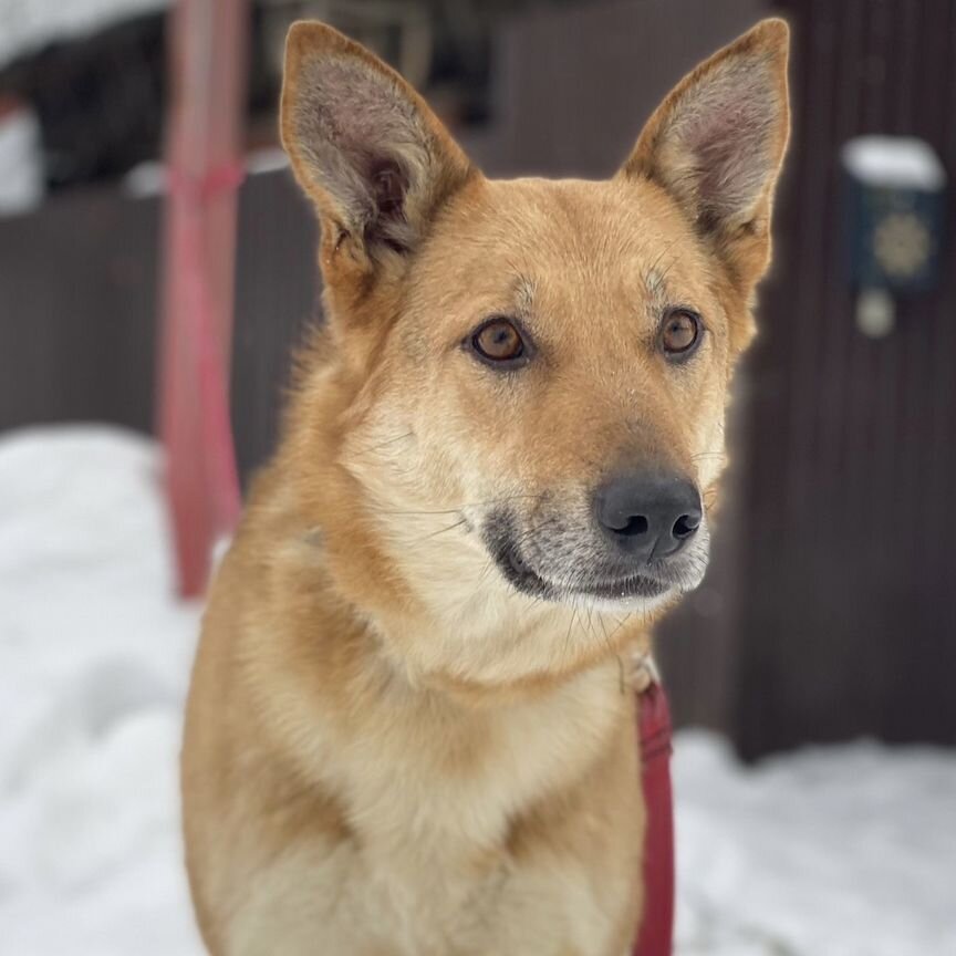 Взрослая собака в добрые руки