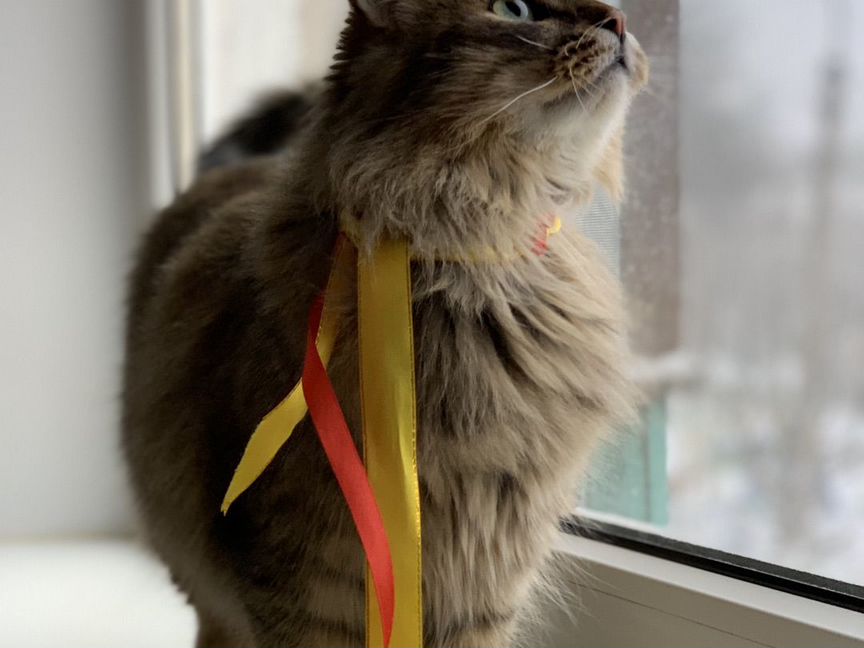 Кошки бесплатно