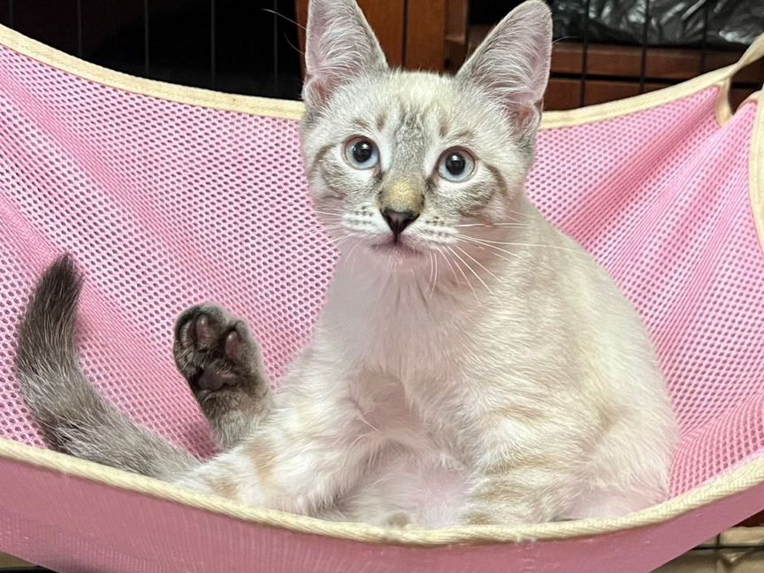 Помощник во всех ваших делах