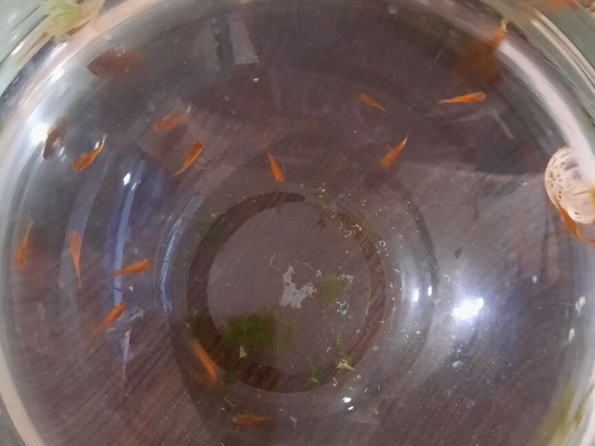 Вильчатые меченосцы