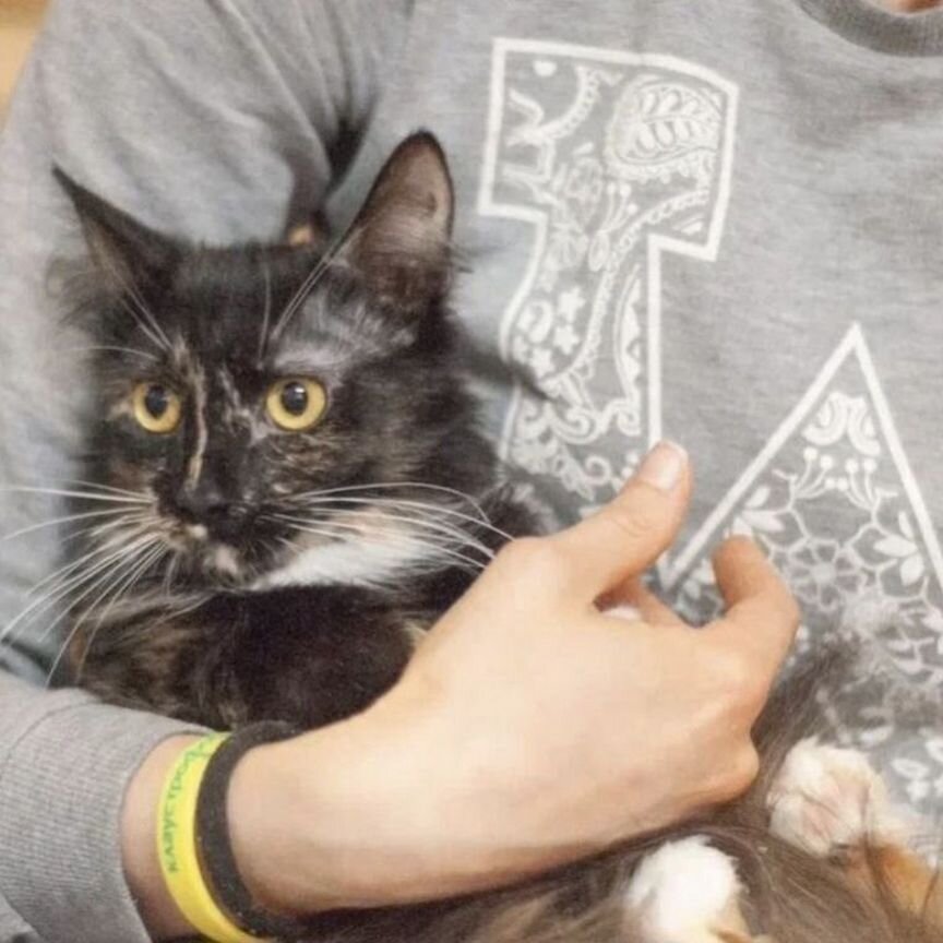 Шикарная кошечка Милли в добрые руки