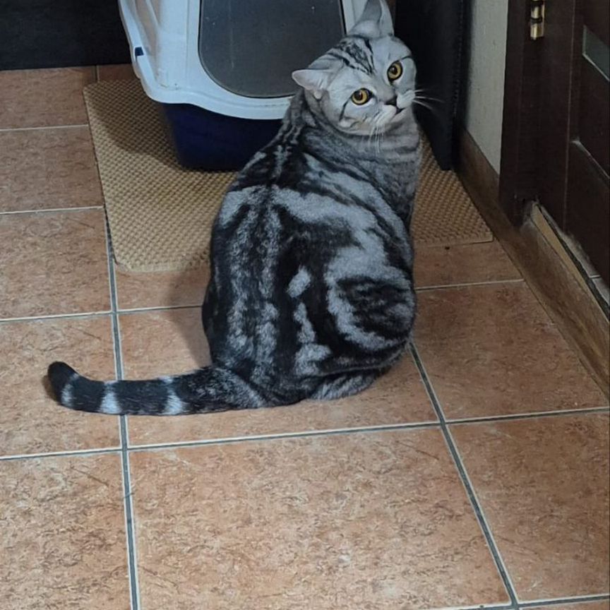 Британская кошка