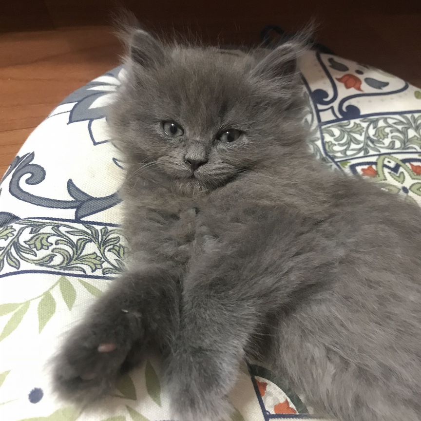 Британские котята