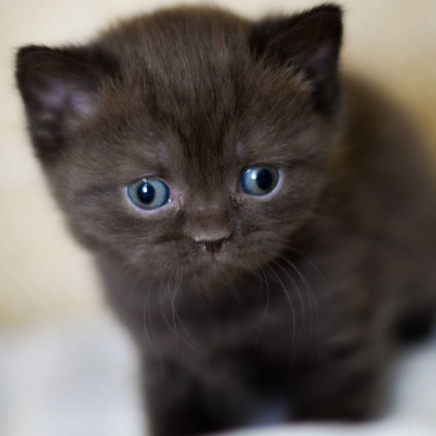 Британский короткошёрстный котёнок