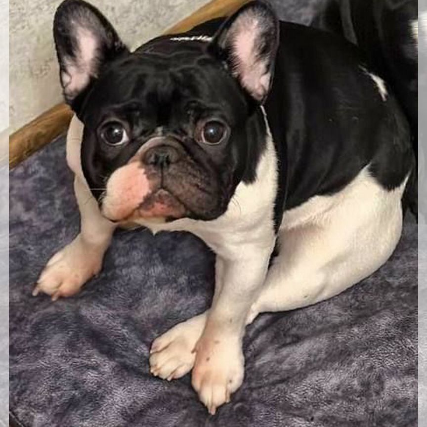 Молодая француженка ищет любящую семью