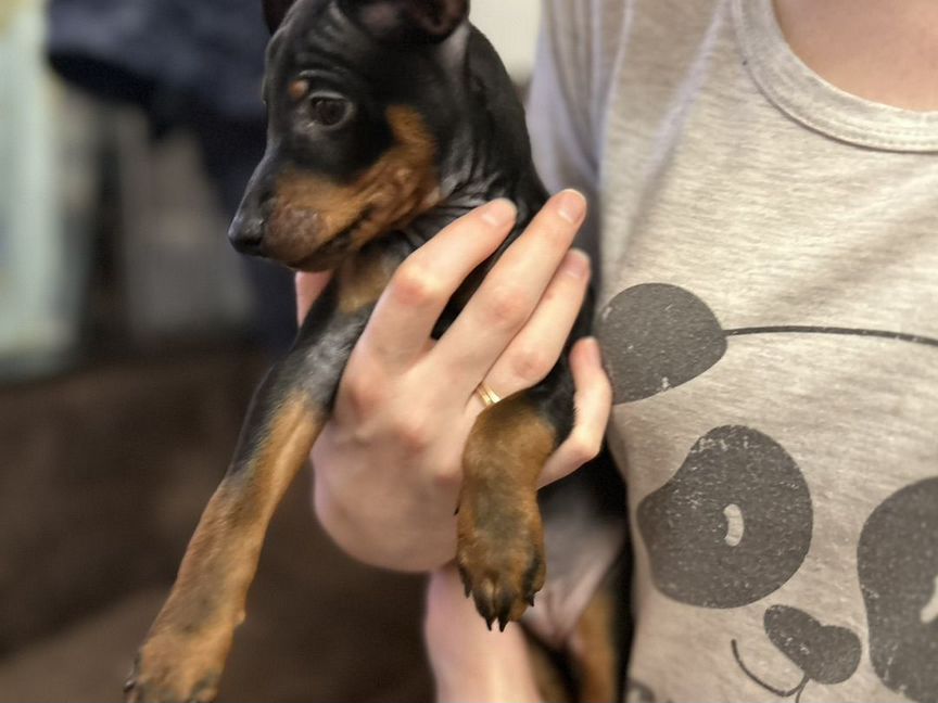 Цвергпинчер мальчик