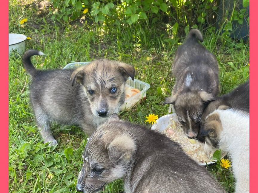 Щенки хаски бесплатно