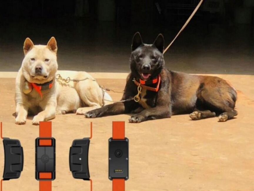 GPS/Glonass трекер для охотничьих собак IK122 PRO