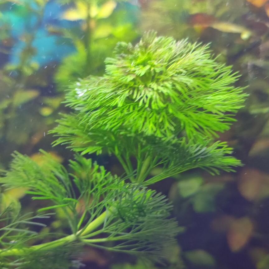 Аквариумные растения