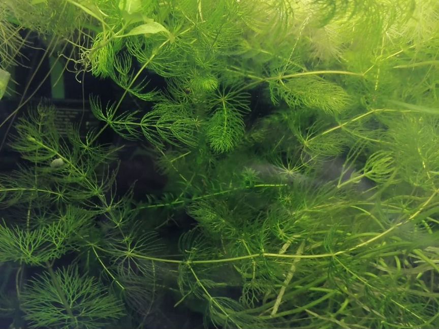 Растения пистия.роголистник