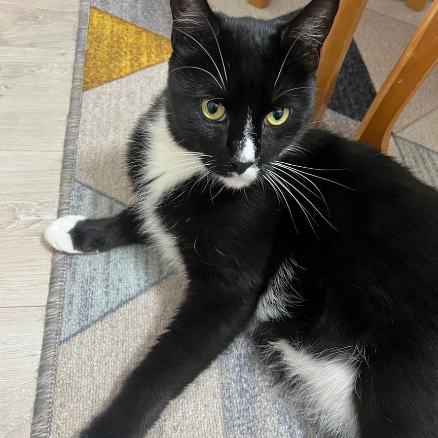 Кот