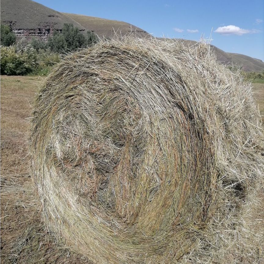 Сено в тюках