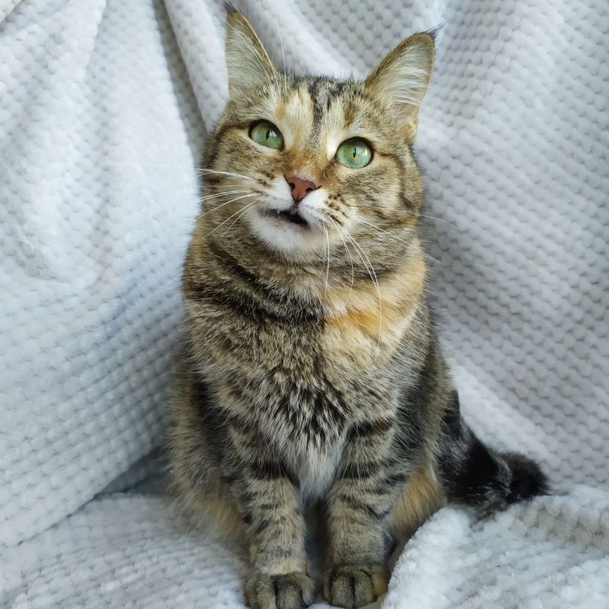 Кошка-улыбака в добрые руки