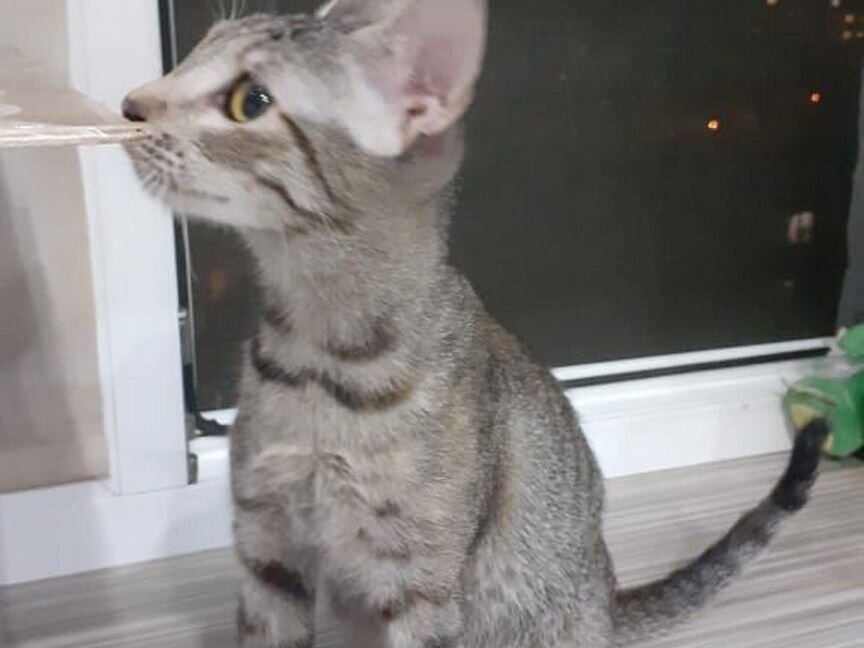 Котёнок Кася