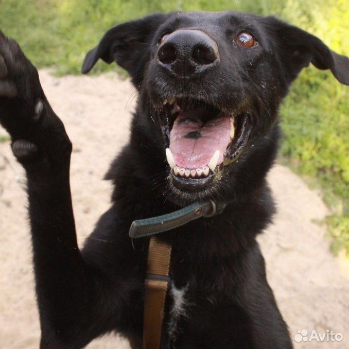 Волшебная Черничка ищет дом