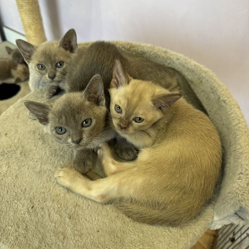 Бурманские котята