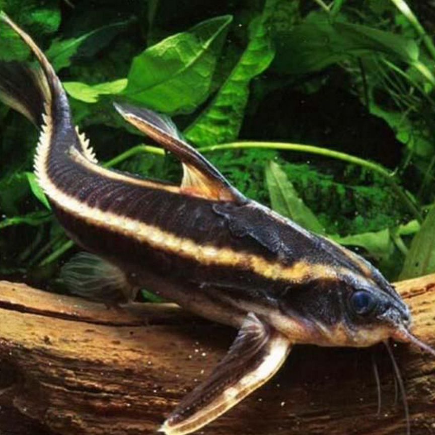 Платидорас