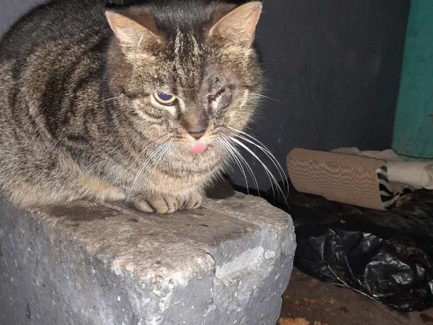 Избитая кошка бедная кошкабездомная кошка