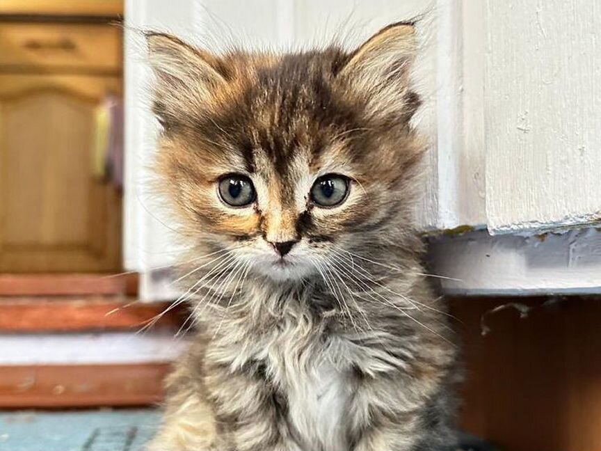 Котёнок девочка 2 месяца