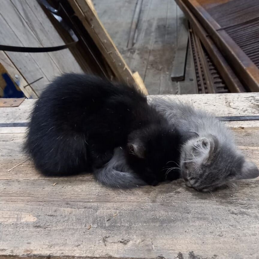 Отдам котят в добрые руки,живут на заводе