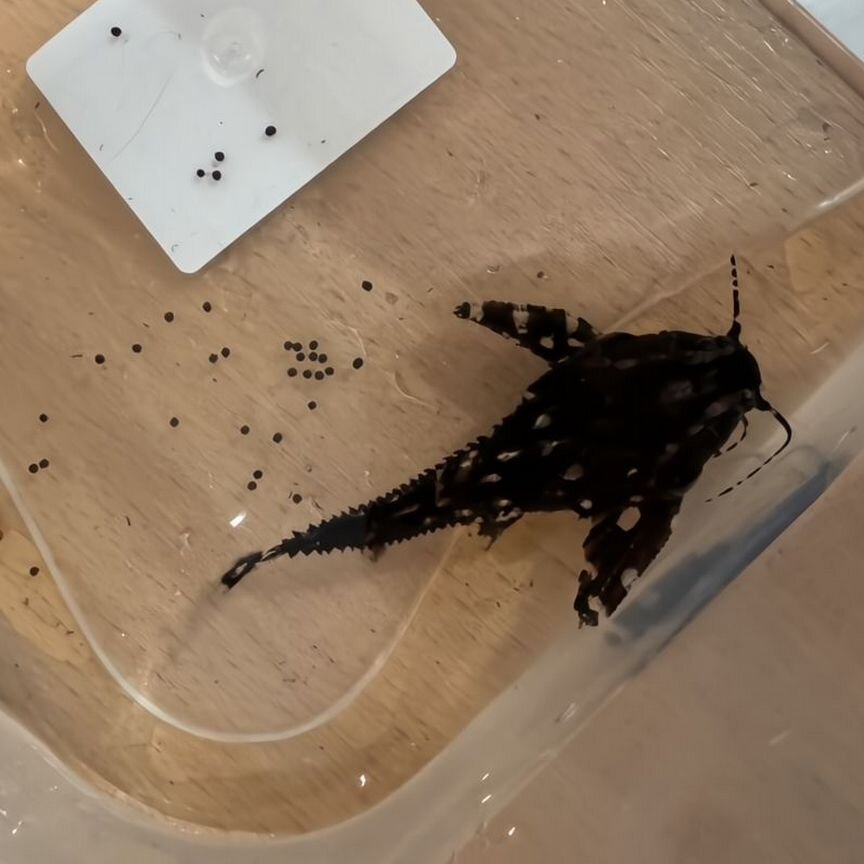 Сом Агамикс