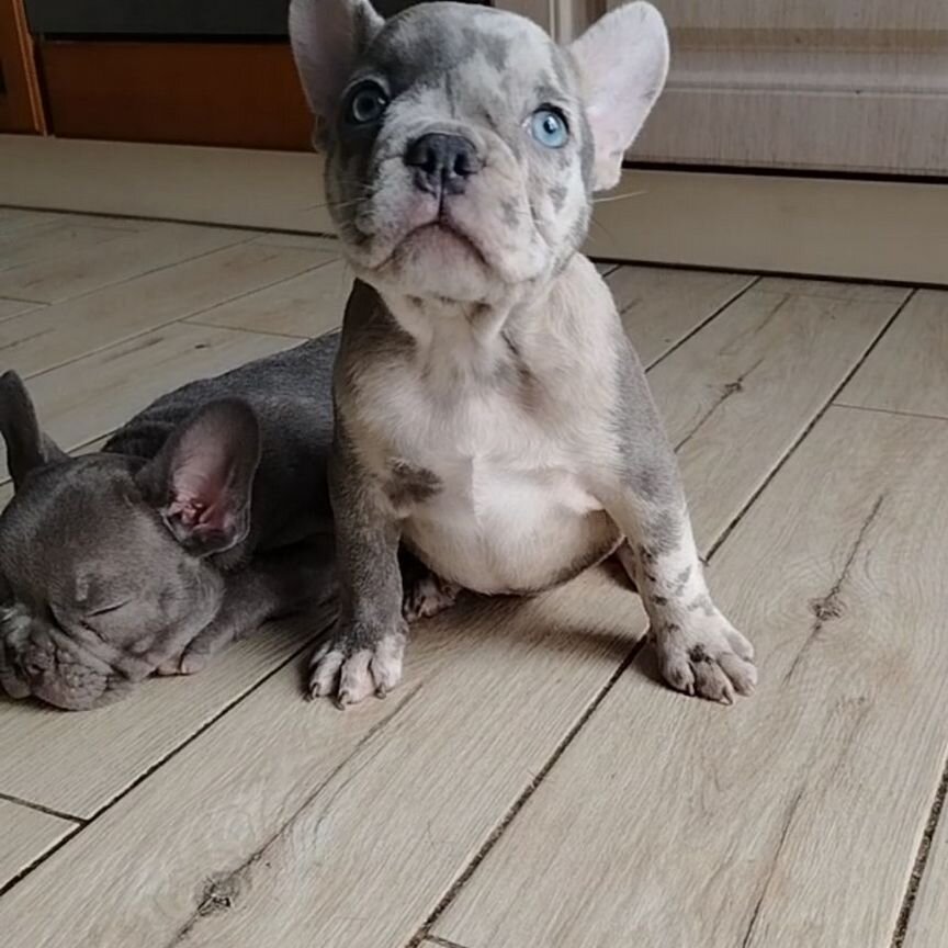 Французский бульдог