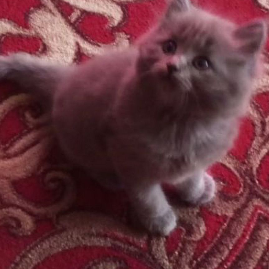 Британский длинношёрстный котёнок