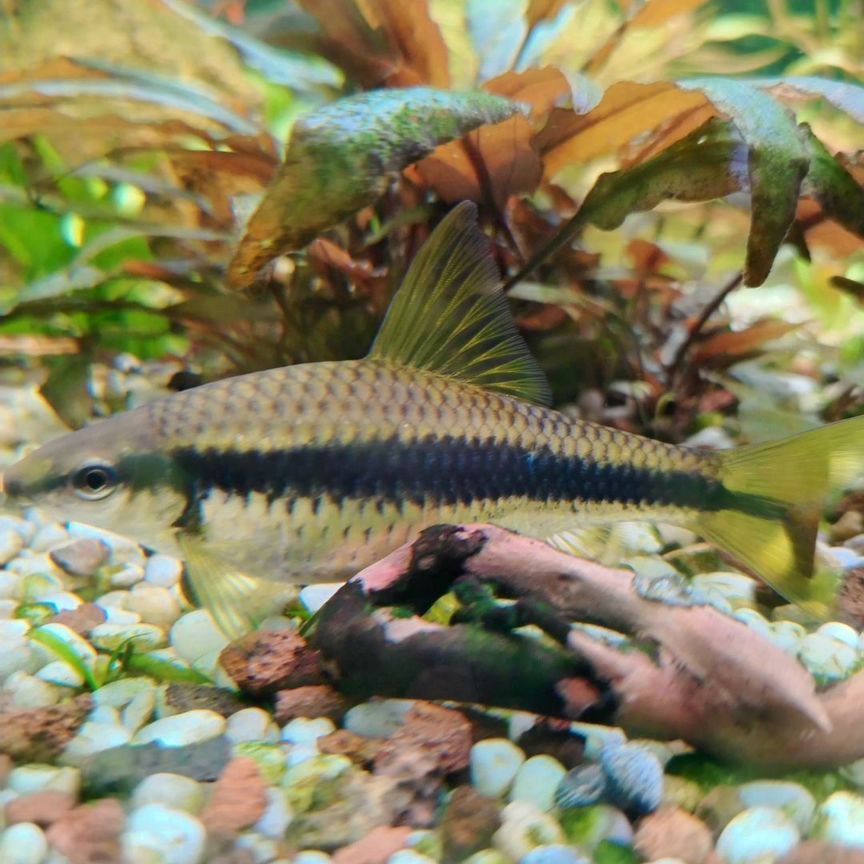 Водорослиед