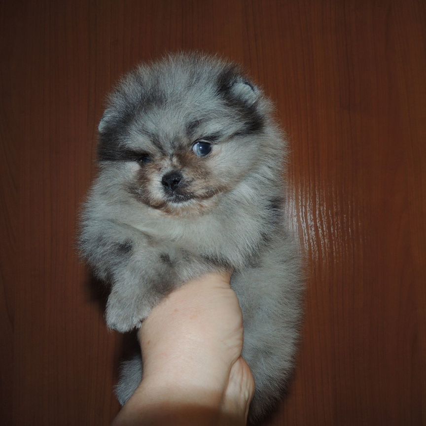 Голубоглазый миник