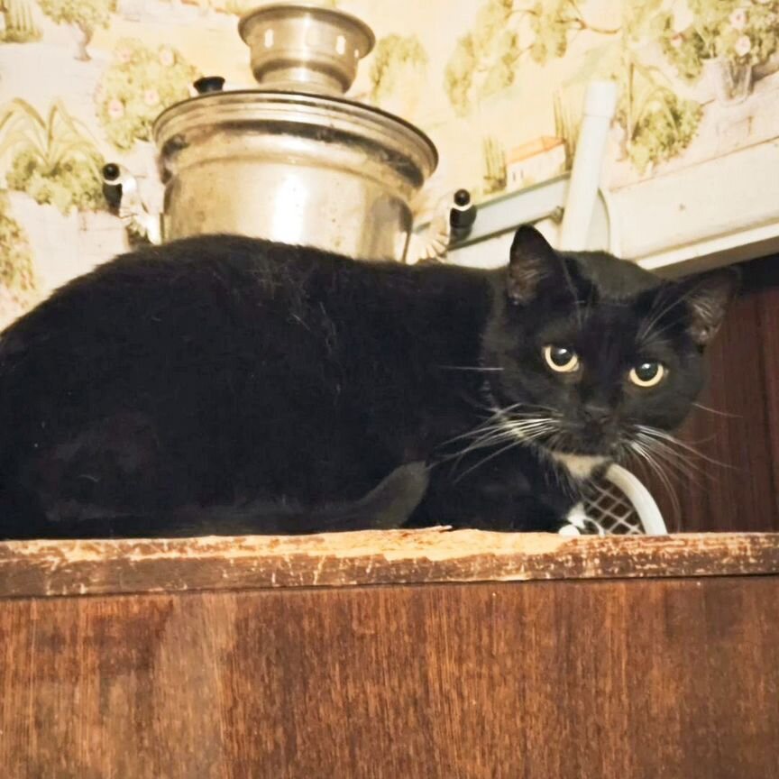 Кот ищет дом