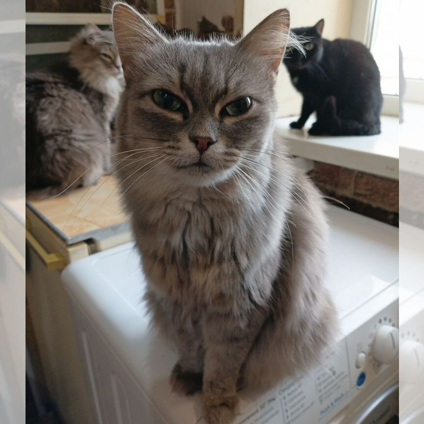 Сибирская, взрослая кошка