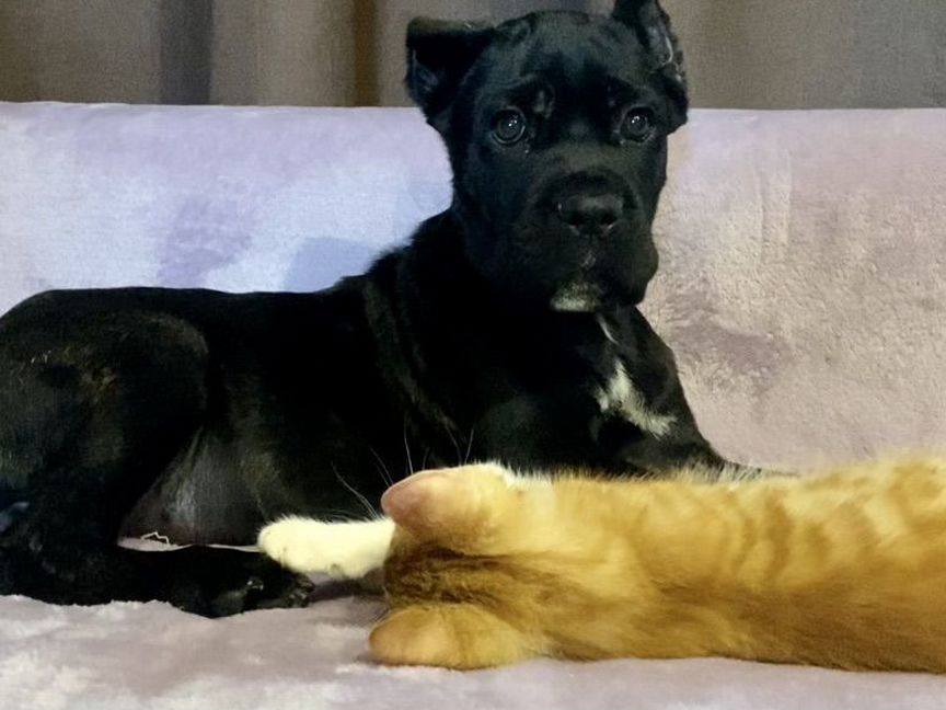 Тигровая корсо