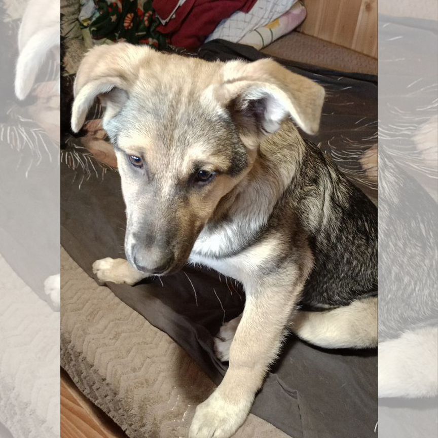 Щенок от частного владельца