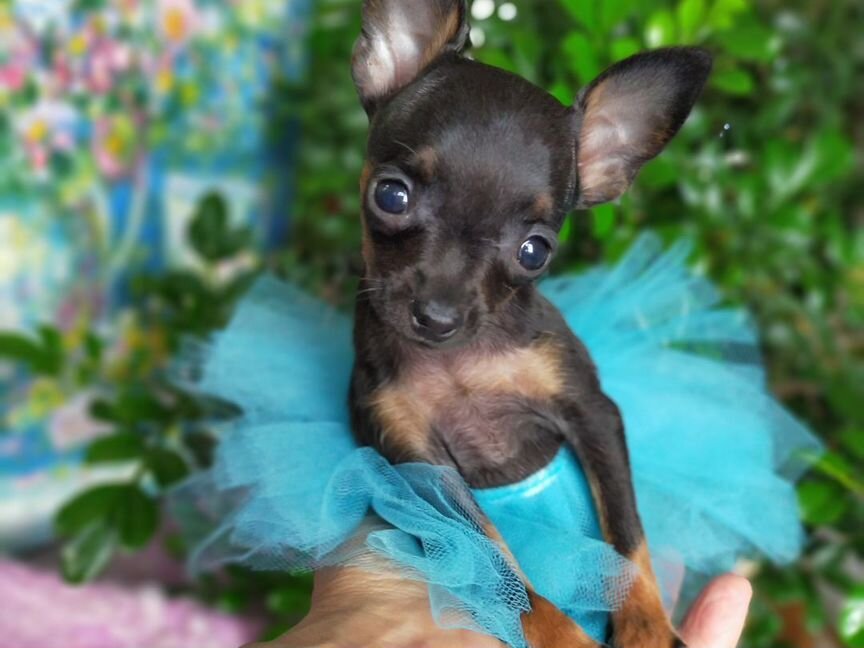 Невероятная Малышка