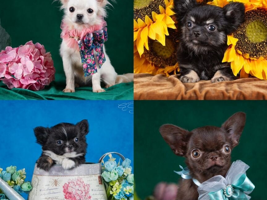 Очаровательные щеночки чихуахуа