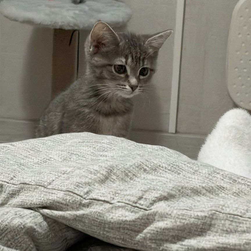 Котенок даром в добрые руки