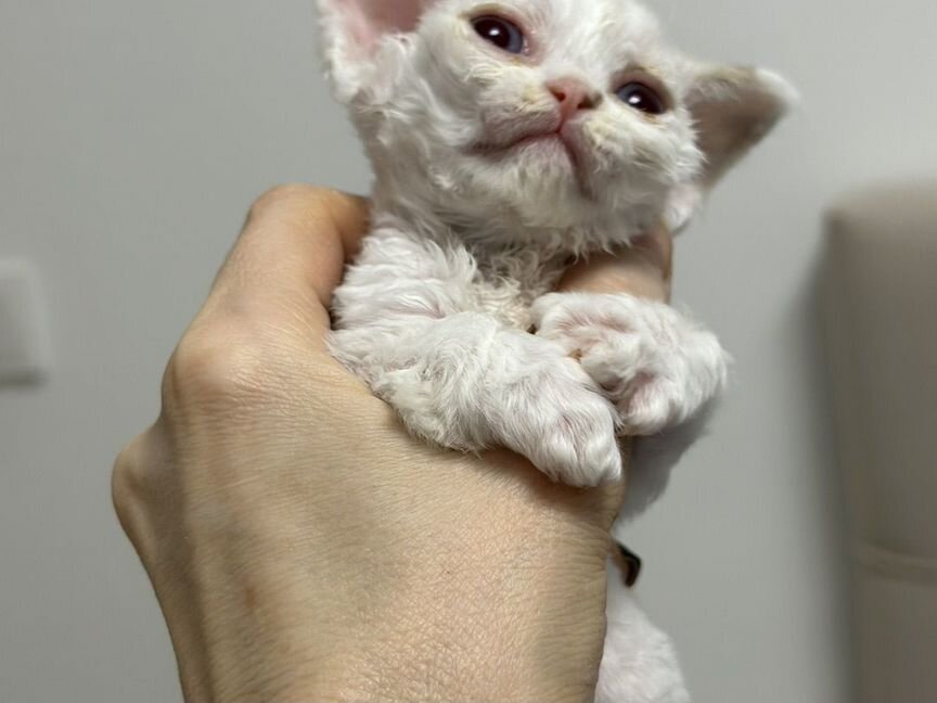 Купить котенка Девон - рекс