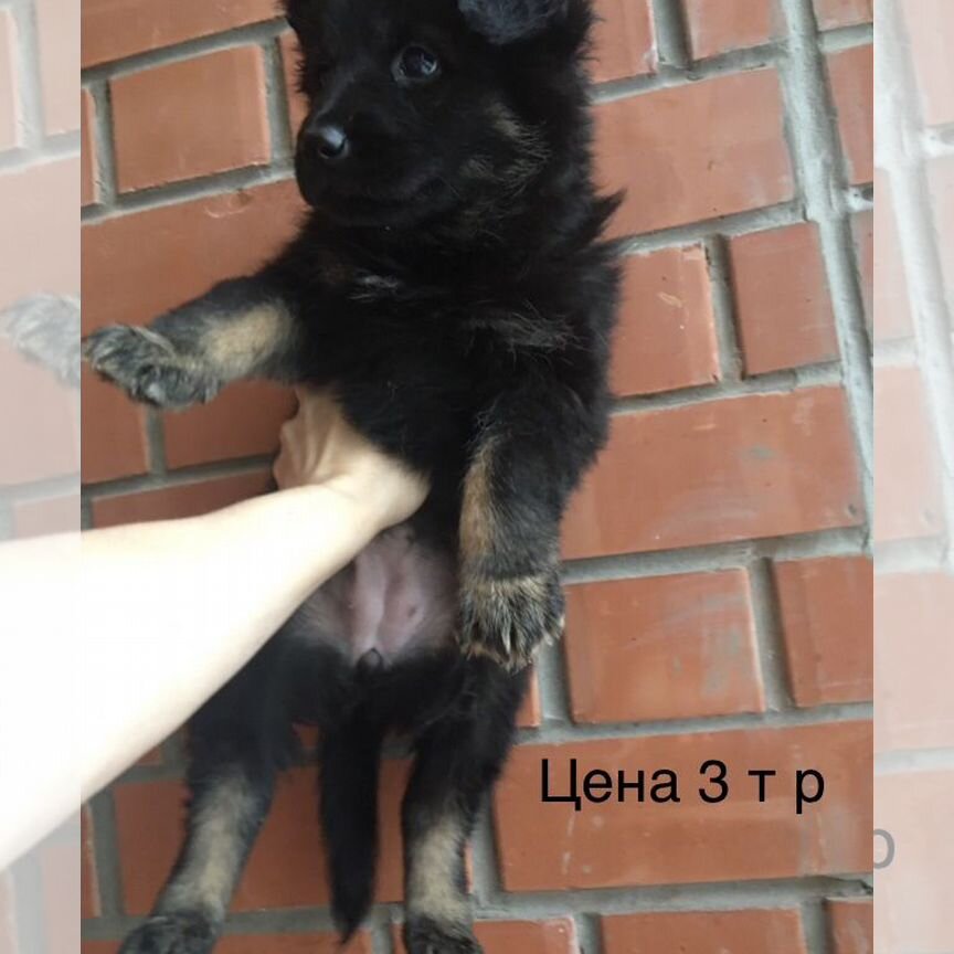 Немецкая овчарка, щенок