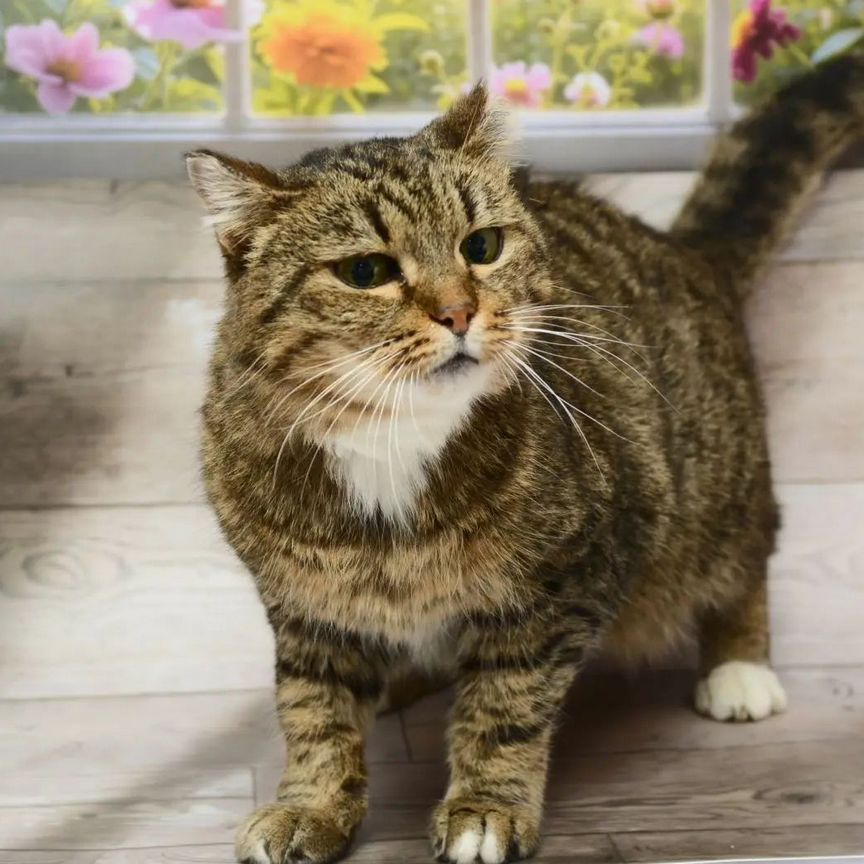 Взрослая, кошка в добрые руки