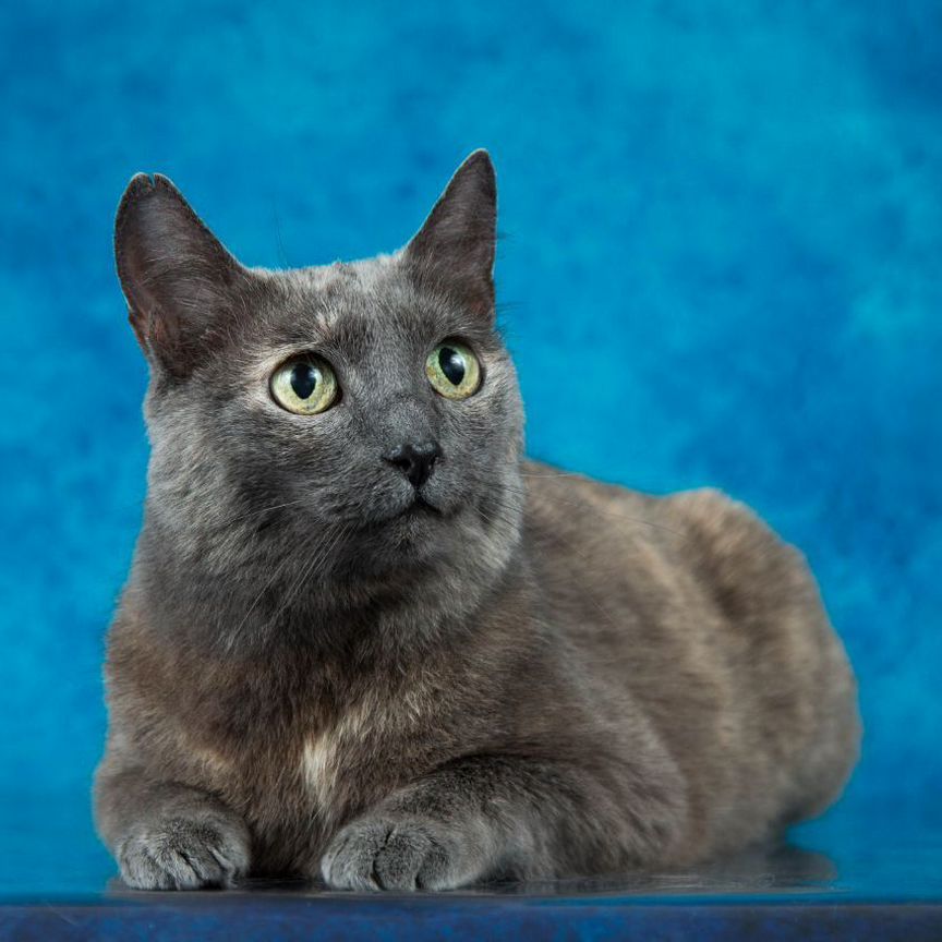 Кошка с тяжелой судьбой