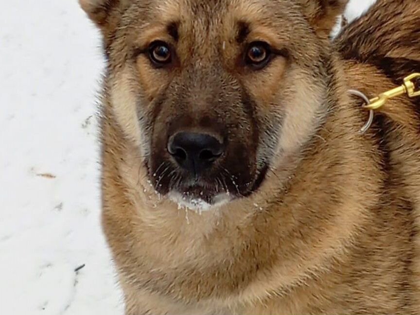 Щенок в добрые руки бесплатно