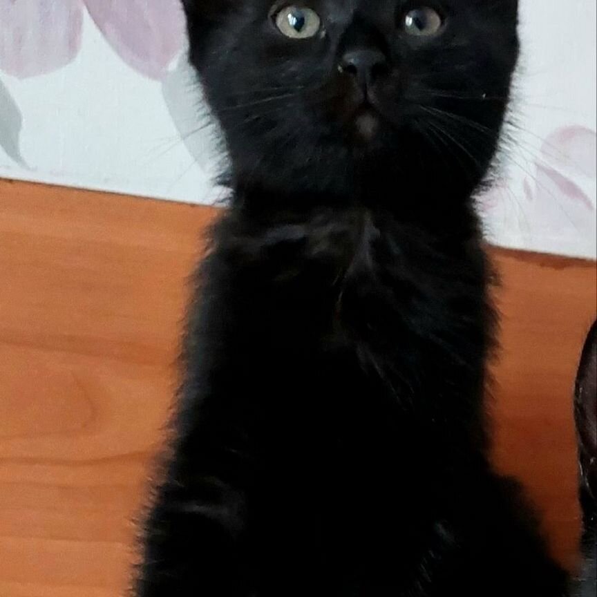 Черный котенок в хорошие руки